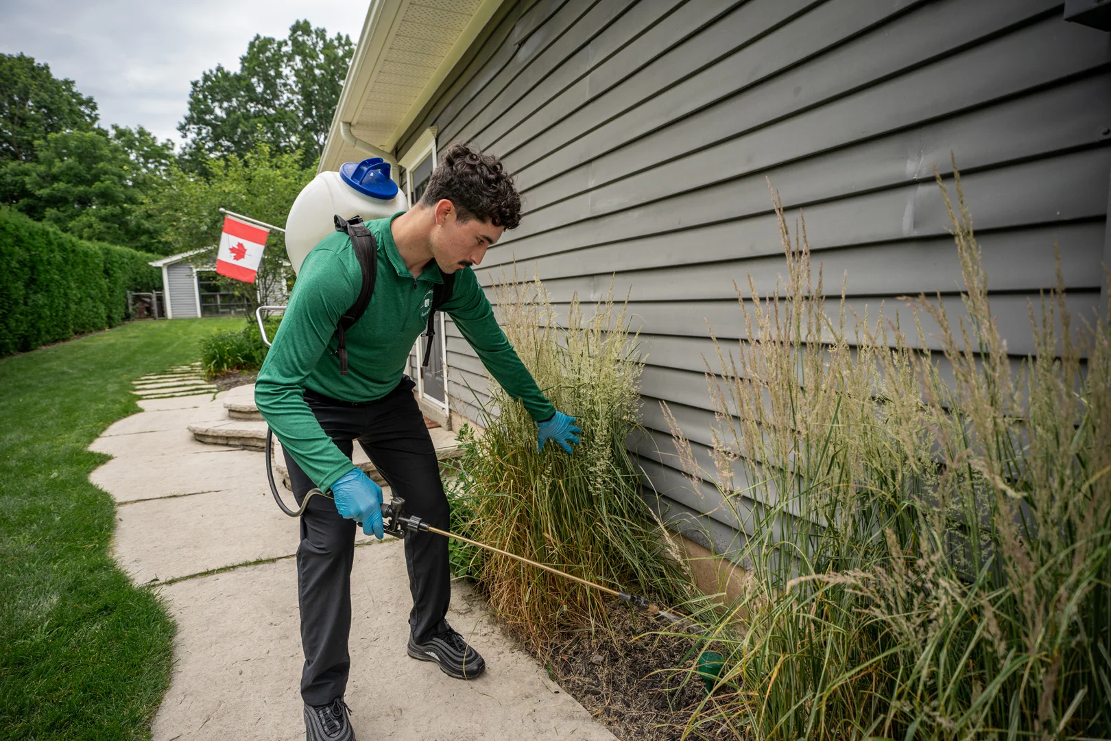 Pest Control Vancouver BC | Carpenter Ant, Spider & Rodent ...
